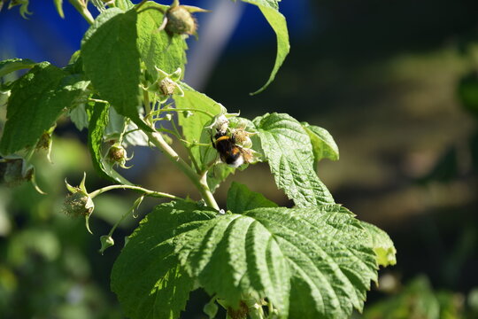 Imágenes de Kwiecie: descubre bancos de fotos, ilustraciones, vectores y vídeos de 496 | Adobe Stock