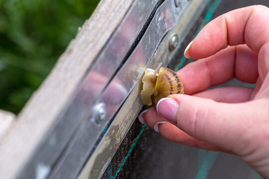 Heliciculture Images – Browse 2,200 Stock Photos, Vectors, and Video ...