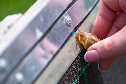 Heliciculture Images – Browse 1,005 Stock Photos, Vectors, and Video ...