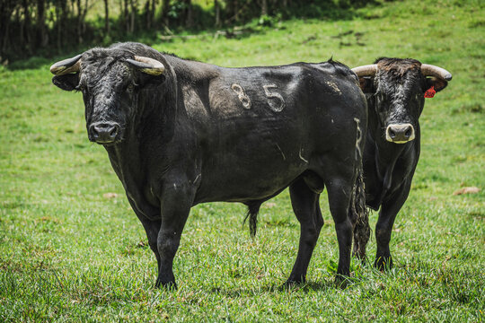 「Novillo」の画像 - 461 件の Stock 写真、ベクターおよびビデオ | Adobe Stock