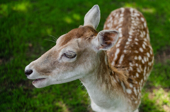 Imágenes de Roe-Deer: descubre bancos de fotos, ilustraciones, vectores ...