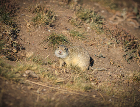 Hamsterbacken 画像 - 参照 35 Stock 写真、ベクターおよびビデオ | Adobe Stock