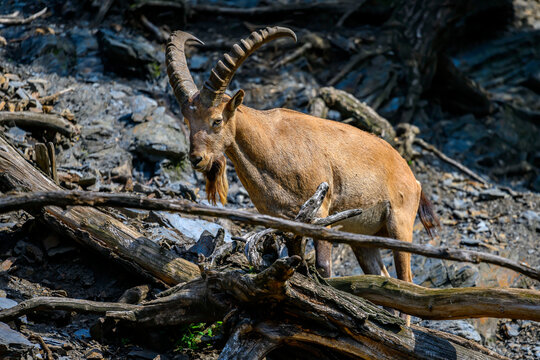 Syn Bilder – Durchsuchen 4,458 Archivfotos, Vektorgrafiken und Videos ...