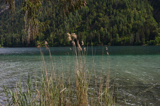 Sumpfpflanze Images – Browse 871 Stock Photos, Vectors, and Video ...