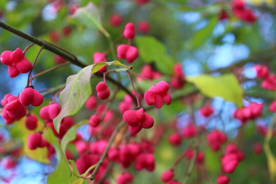 Pfaffe Bilder – Durchsuchen 2,692 Archivfotos, Vektorgrafiken und ...