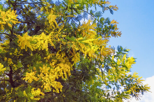 "Mimosa Tree" Billeder – Gennemse 7,287 stockfotos, vektorer og videoer ...