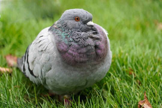 Cute Pigeon