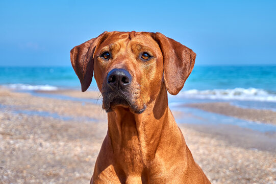"Rhodesian Ridgeback" Images – Browse 22,285 Stock Photos, Vectors, and ...