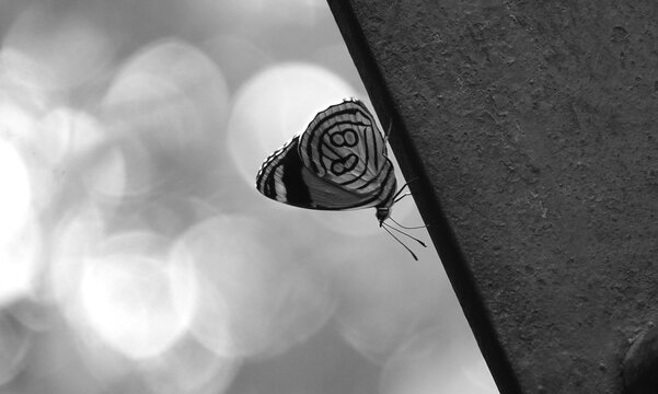 รูปภาพRing-Barking – เลือกดูภาพถ่ายสต็อก เวกเตอร์ และวิดีโอ6,078 ...