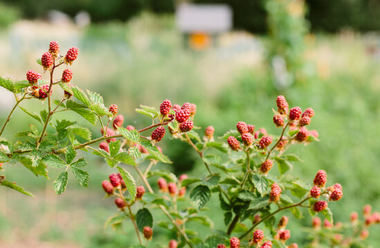 Loganberry - Images et vidéos libres de droits | Adobe Stock