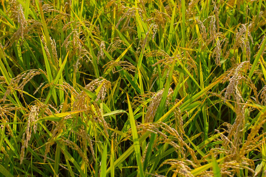 Moujik bilder – Bläddra bland 1,828 stockfoton, vektorer och videor ...