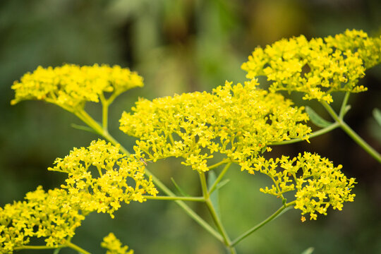 "Patrinia Scabiosifolia" Images – Browse 792 Stock Photos, Vectors, and ...