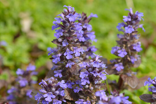 "Zygomorphe Bilder – Durchsuchen 154 Archivfotos, Vektorgrafiken und ...