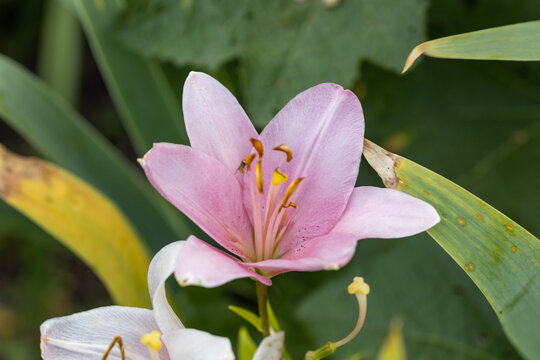 รูปภาพLili – เลือกดูภาพถ่ายสต็อก เวกเตอร์ และวิดีโอ1,579 | Adobe Stock