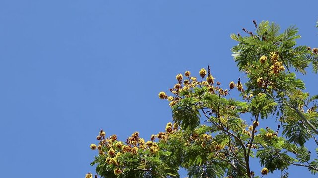 Yellow-Flamboyant Images – Browse 129 Stock Photos, Vectors, and Video ...