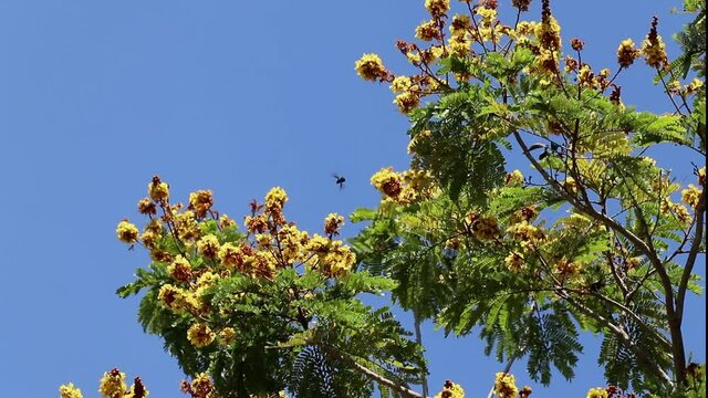 Yellow-Flamboyant Images – Browse 129 Stock Photos, Vectors, and Video ...