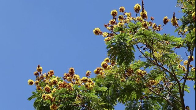 Yellow-Flamboyant Images – Browse 129 Stock Photos, Vectors, and Video ...