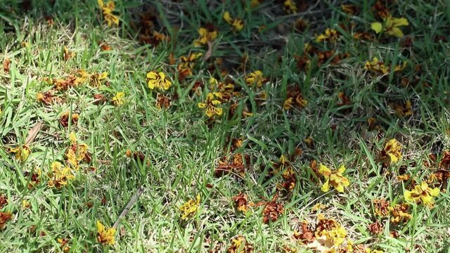 Yellow-Flamboyant Images – Browse 72 Stock Photos, Vectors, and Video ...