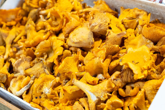 รูปภาพBolets – เลือกดูภาพถ่ายสต็อก เวกเตอร์ และวิดีโอ589 | Adobe Stock