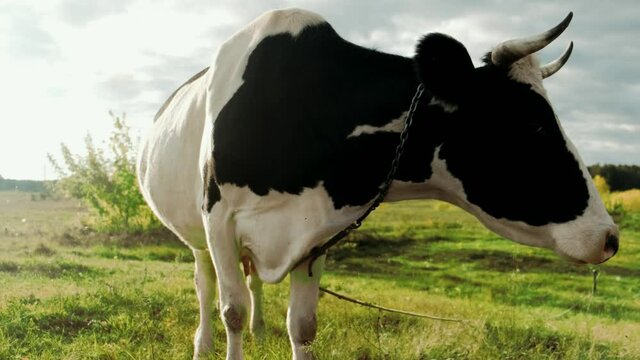 Cow Looking Images – Browse 90,792 Stock Photos, Vectors, and Video ...