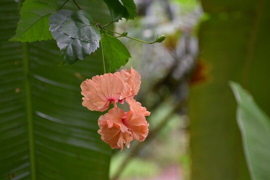 Chembarathi Images – Browse 29 Stock Photos, Vectors, and Video | Adobe ...