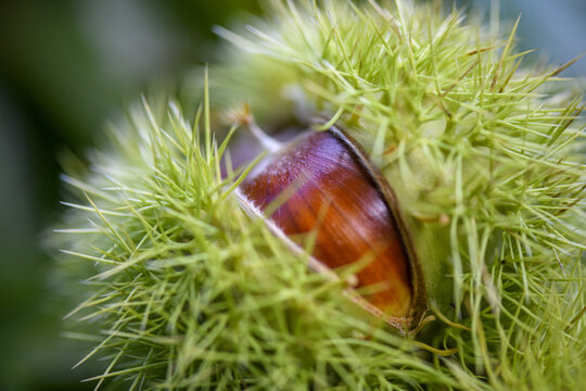 รูปภาพCastagna – เลือกดูภาพถ่ายสต็อก เวกเตอร์ และวิดีโอ3,388 | Adobe Stock