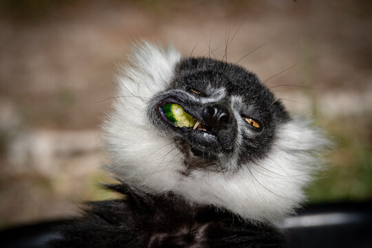 Schmatzen bilder – Bläddra bland 376 stockfoton, vektorer och videor ...