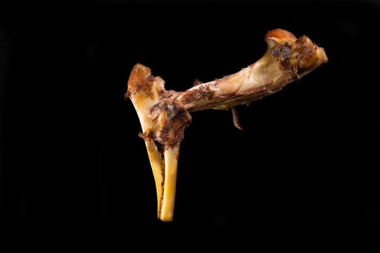 "Big Bone" Imagens – Procure 2,102 fotos, vetores e vídeos | Adobe Stock