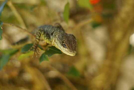 Calango Bilder – Durchsuchen 327 Archivfotos, Vektorgrafiken und Videos ...