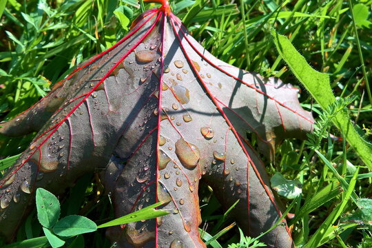 Nervadura Images – Browse 119 Stock Photos, Vectors, and Video | Adobe ...