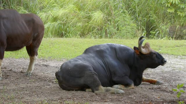 "Indian Gaur" Images – Browse 2,642 Stock Photos, Vectors, and Video ...