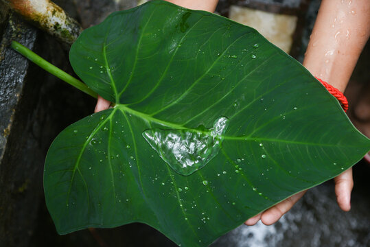 Chembu bilder – Bläddra bland 52 stockfoton, vektorer och videor ...