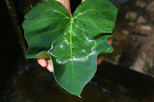 Chembu Images – Browse 37 Stock Photos, Vectors, and Video | Adobe Stock