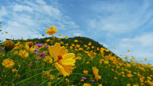 Moving Images Of Flowers