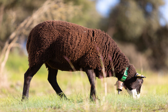 Inra Images – Browse 59 Stock Photos, Vectors, and Video | Adobe Stock