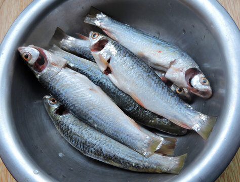 รูปภาพRohu – เลือกดูภาพถ่ายสต็อก เวกเตอร์ และวิดีโอ781 | Adobe Stock