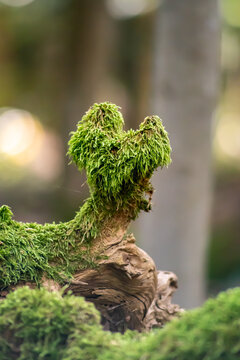 Vermooster-Bilder: Stock-Fotos & -Videos. | Adobe Stock