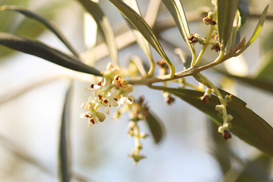 Olive Flower Images – Browse 118,196 Stock Photos, Vectors, and Video ...