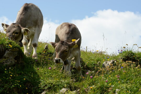 Herdentrieb Bilder – Durchsuchen 629 Archivfotos, Vektorgrafiken und Videos | Adobe Stock