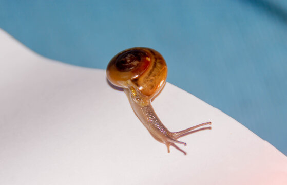 Shamuk Images – Browse 3 Stock Photos, Vectors, and Video | Adobe Stock