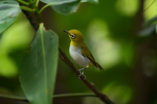 White-Eyed Images – Browse 5,616 Stock Photos, Vectors, and Video ...