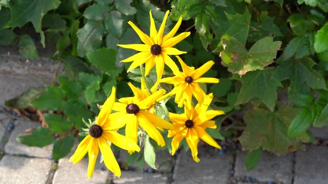 「Frower」の画像 - 568 件の Stock 写真、ベクターおよびビデオ | Adobe Stock