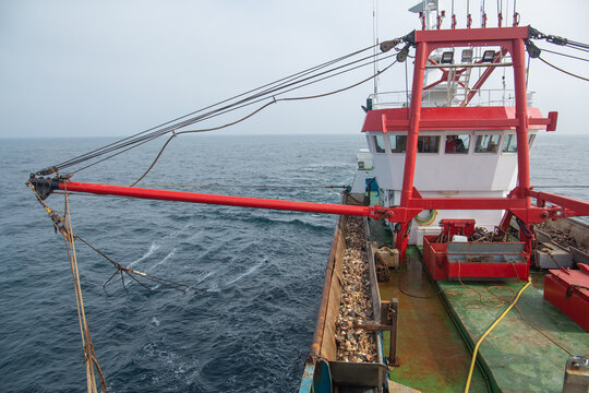 "Scallop Dredge" Images – Browse 965 Stock Photos, Vectors, and Video ...