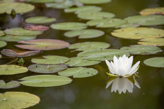 National Flower Of Saudi Arabia | Best Flower Site