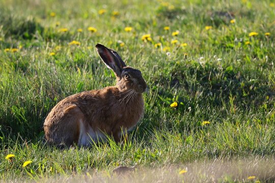 Zajac Images – Browse 22 Stock Photos, Vectors, and Video | Adobe Stock