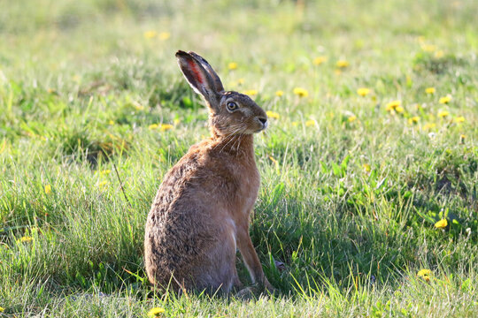 Zajac Images – Browse 22 Stock Photos, Vectors, and Video | Adobe Stock