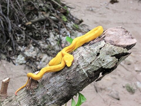 Bocaraca Images – Browse 18 Stock Photos, Vectors, and Video | Adobe Stock