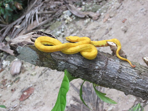 Bocaraca Images – Browse 18 Stock Photos, Vectors, and Video | Adobe Stock