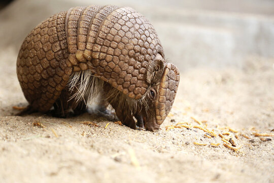 Imágenes de Toche: descubre bancos de fotos, ilustraciones, vectores y ...