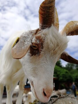 Mecker Bilder – Durchsuchen 3,225 Archivfotos, Vektorgrafiken und ...